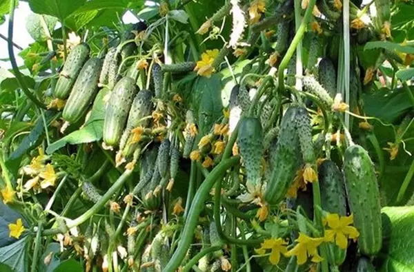 Cucumber Bushs sú zdravé