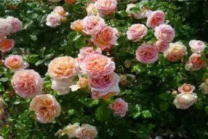 Đặc điểm và mô tả hoa hồng của giống abraham derby, phát triển và chăm sóc