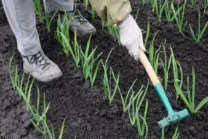 Technology of growing and care for winter garlic in open ground
