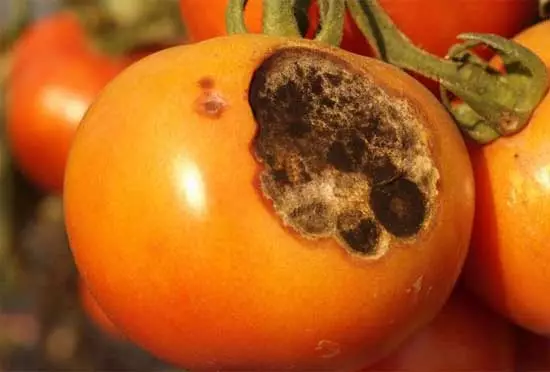 Jenis tomato dengan alternariasis
