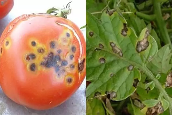 Aparición de tomate con alternariasis.