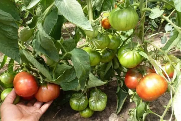 정원에서 토마토