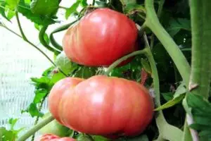 Merkmale und Beschreibung verschiedener Sorten von Tomatengiganten