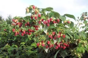 Beskrivelse av Raspberry of Tarusa og egenskaper, dyrking og omsorg
