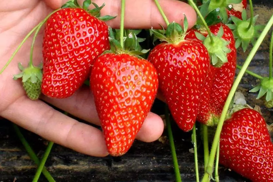 Erdbeere in den Händen