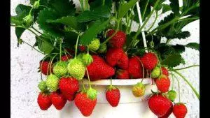 Growing and care for strawberries at home all year round