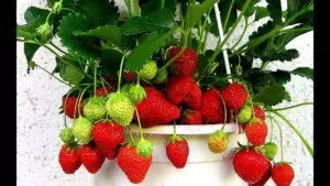 Ngembang sareng perawatan pikeun strawber di bumi sapanjang taun