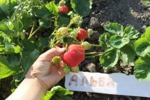 Paglalarawan at mga katangian ng varieties ng strawberry Alba, pagpaparami at paglilinang