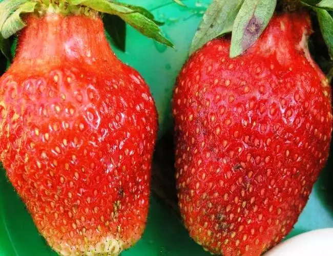 Kodébu strawberry
