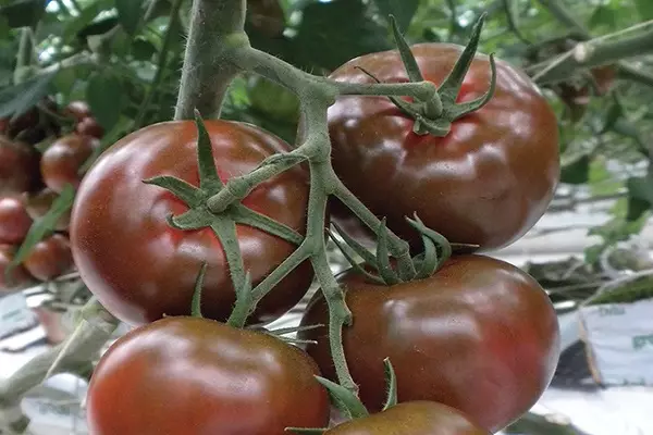 Tomato Sheher.