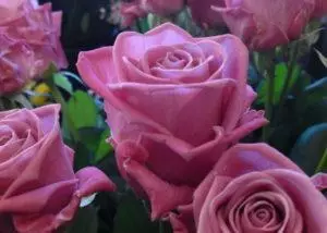 Izici nama-roses ama-roses of aqua ahlukahlukene, ukufika, ukulima nokunakekelwa