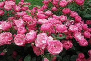 Jellemzők és népszerű típusai musky rózsák, finom leszállás és gondozás