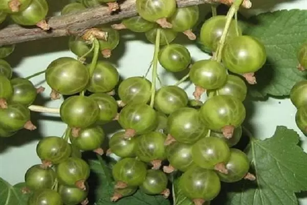 Currant ijo