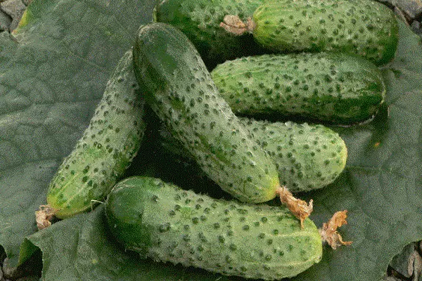 Nqa cucumbers
