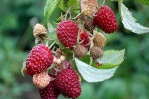 Beskrivelser af de bedste sorter af sofistikeret hindbær, landing og pleje