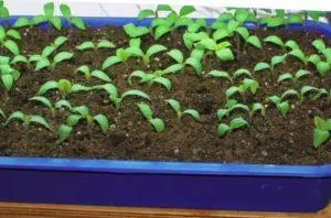 Como cultivar framboesas de sementes para plântulas em casa
