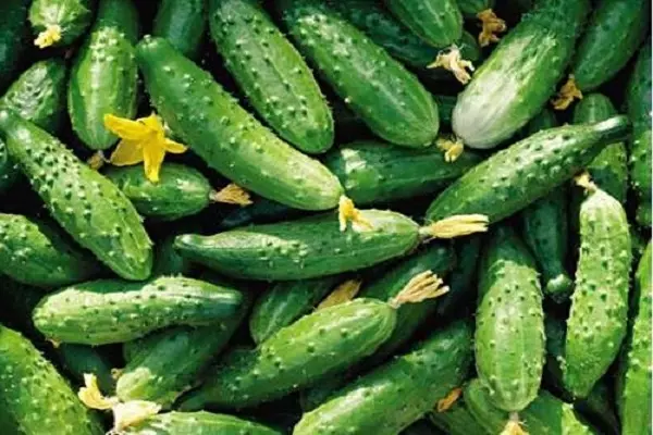 Cucumber Mosaic