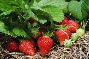 Comment puis-je augmenter le millésime des fraises dans le sol ouvert, les meilleurs moyens