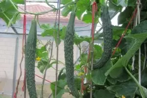 Beskrywing en tipes variëteite van Chinese komkommers, hul verbouing