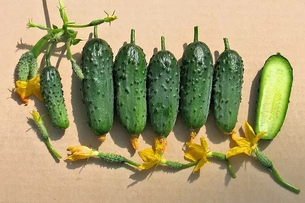 Indoor cucumbers