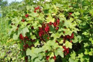 Nkọwa na njiri mara nke shuga currant, ọdịda na nlekọta