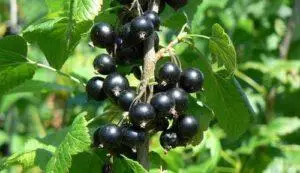 黑醋栗品种的描述和特点，小葡萄酒，护理和栽培