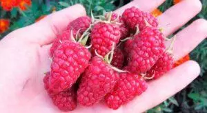 Nkọwa nke Raspberry Wepu Docnik, ọdịda na iwu nlekọta