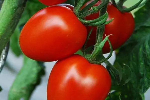 Tomato Sparka