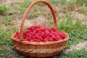 Ketika buah berry raspberry di berbagai daerah matang, beranggupaan untuk koleksi rumah dan kehutanan