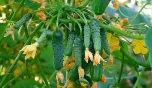 Преглед на најдобрите самооправдани сорти на краставици за оранжерии и отворена почва