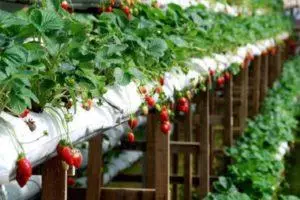 Teknologi og trinnvise instruksjoner for dyrking av jordbær i poser