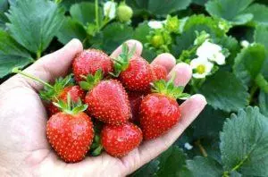 Paglaraw ug mga kinaiya sa mga strawberry nga lainlain nga evis pagtangtang, pag-landing ug pag-atiman