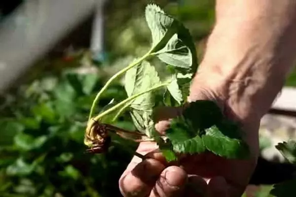 Planting process