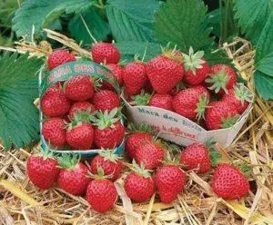 Bayanin cirewa strawberaby prim de Bois, girma da haifuwa