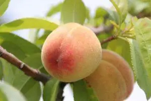 Oloa Faʻamatalaga Peach Kiev vave, faʻaigoaina Tulafono ma Tausiga