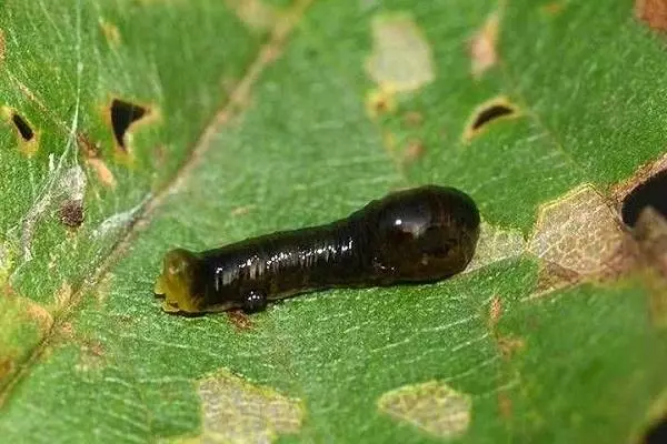 Yakasviba slug