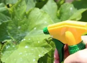 När och vilka gödselmedel som ska använda gurkor i växthuset