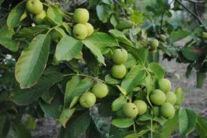 Paglalarawan at katangian ng walnut variety ideal, paglilinang at pangangalaga
