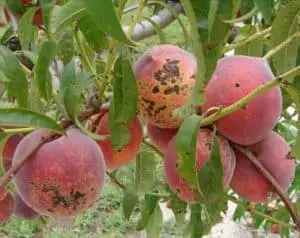 害虫と桃の疾患と戦うための効果的な対策