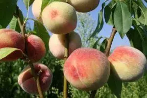 Description of the best peach varieties for the Moscow region, landing and care in open soil