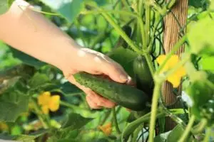 Beskrywing van die graad van komkommers April, eienskappe en verbouing