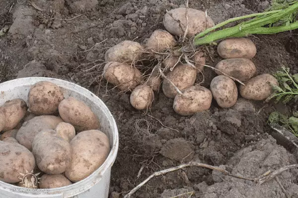Patates yetiştirmek