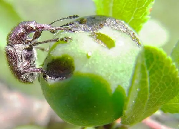 Weevil ing Cherry