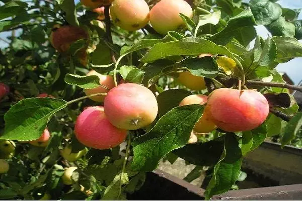 Apple Treed негува: сорта Опис и карактеристики, слетување, одгледување и грижа со фотографии