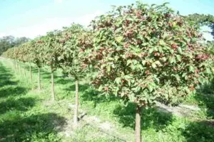 Hvad kan landes under æbletræet i haven, nabolaget med blomster, træer og bær buske