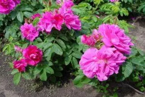 Description of the best varieties of wrinkled roses, reproduction, landing and care
