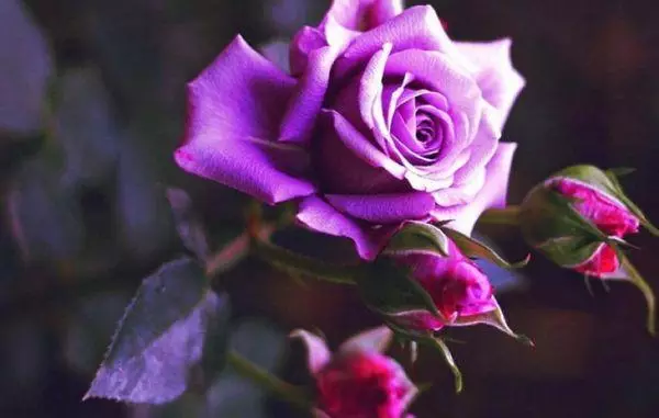 Beautiful Rose.