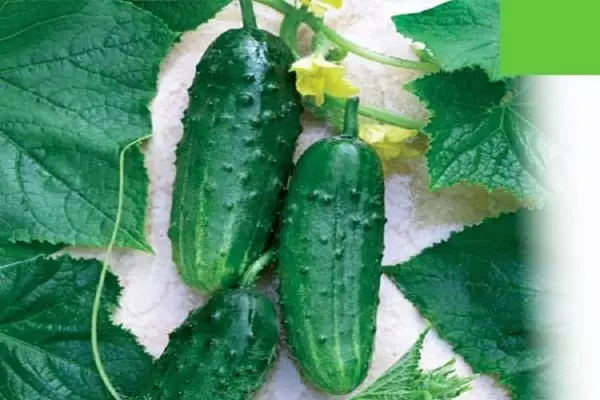 Cucumbers natasha.