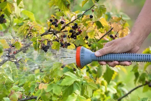 Watering gooseberry