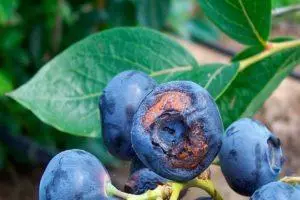 Zergatik blueberries ez dira fruituak eta zer egin, kausak eta erabakien metodoak